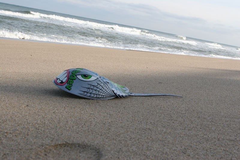 COLEwebdev Killer Krab by Vaughan Art - Cape Cod Web Design and Development